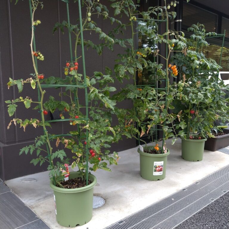 園芸クラブ便り🍅 - 杉並区の介護付き有料老人ホーム｜NEXTライフデザイン/NEXT-LD 新高円寺